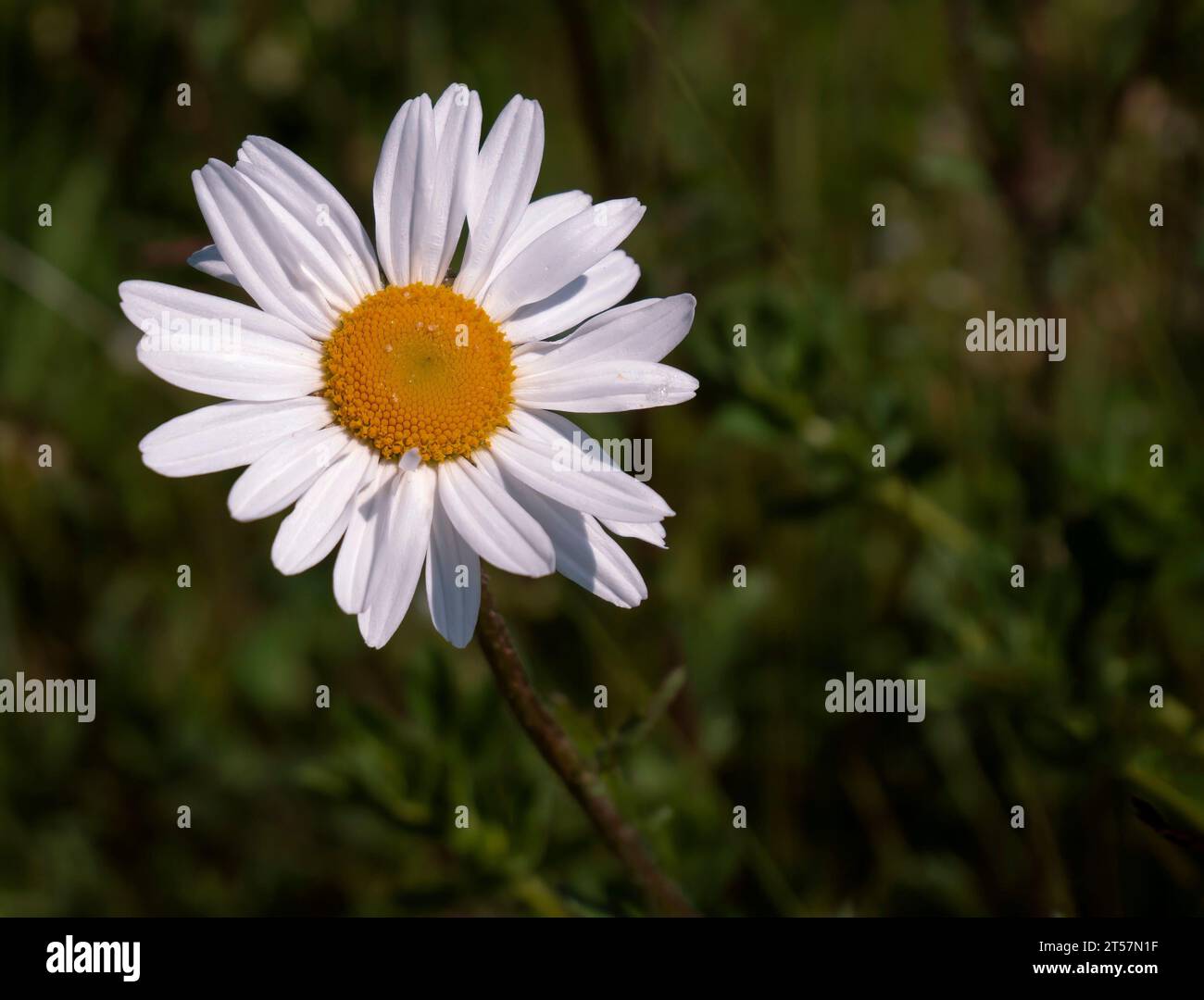 Daisy flower, daisies close view floral background. Single flower Stock ...