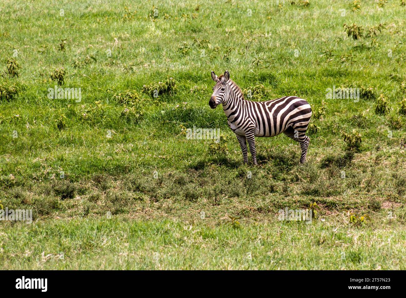 Zebra in the Hell's Gate National Park, Kenya. The Fisher's Tower ...
