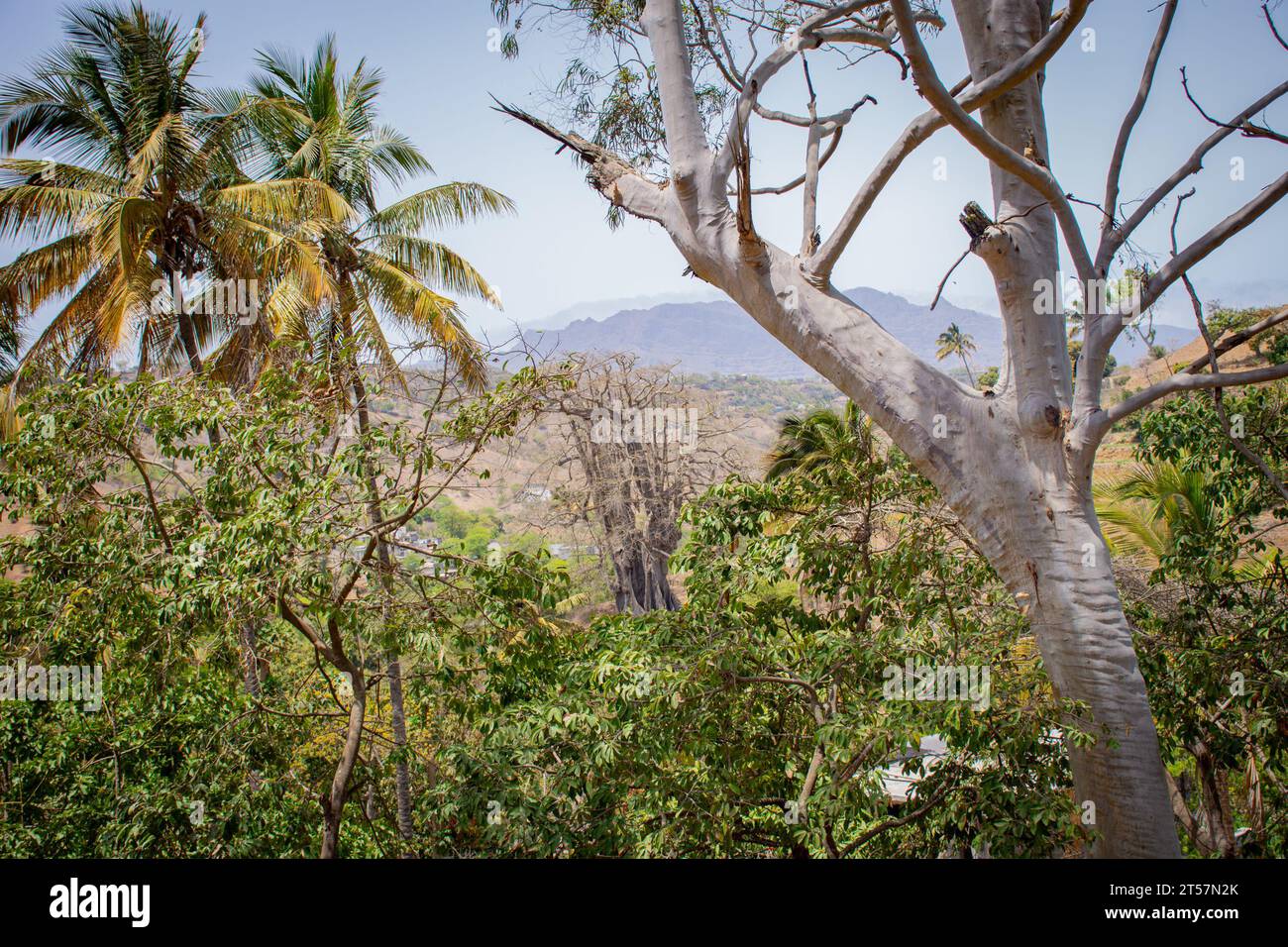 papaya palm trees and shrubs in a mountain valley on Santiago, Cape ...