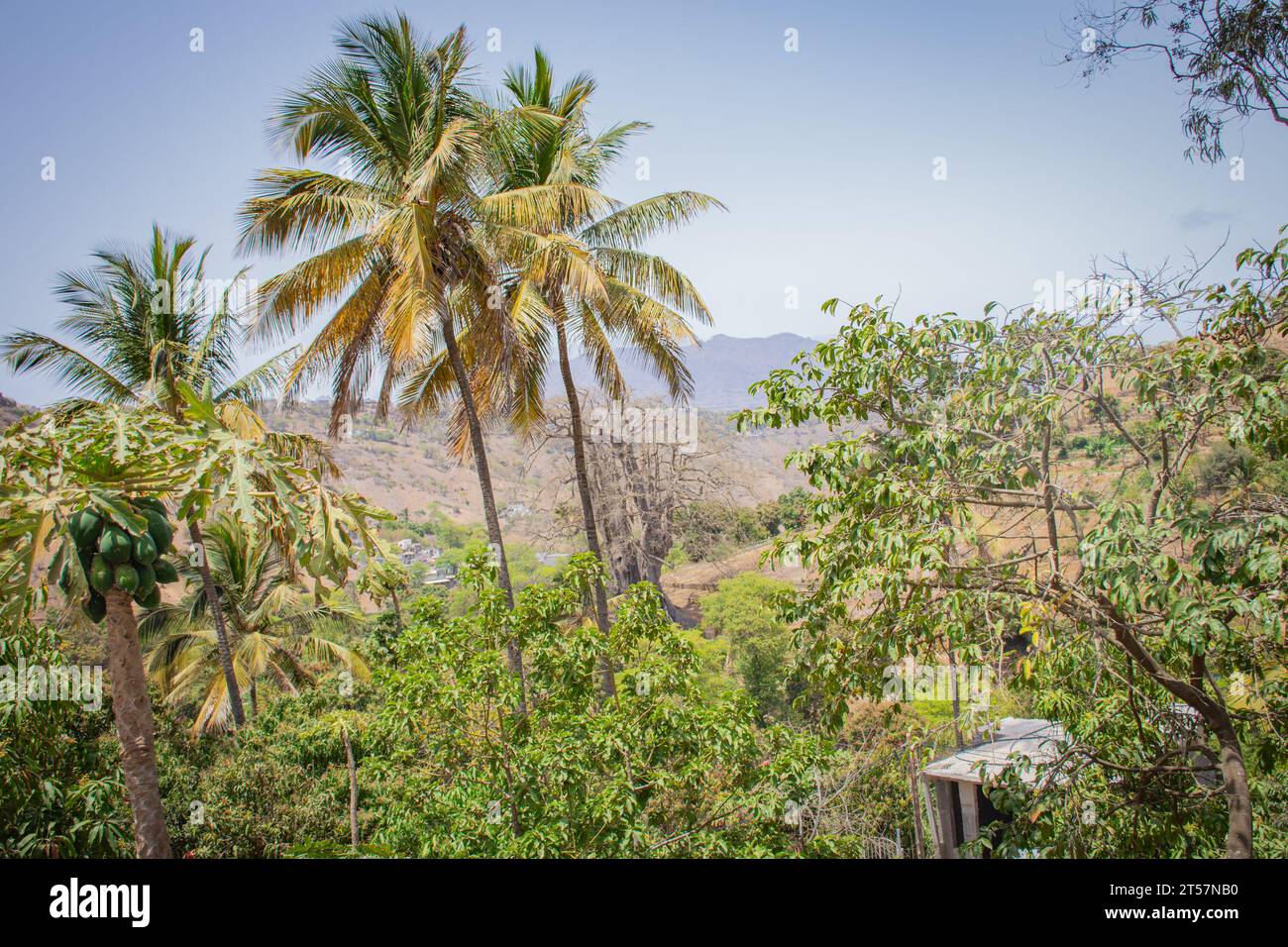 papaya palm trees and shrubs in a mountain valley on Santiago, Cape ...
