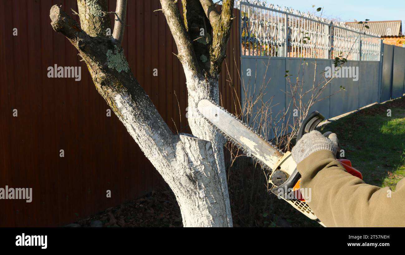 a worker with a chainsaw cuts down a tree with a thin bleached trunk ...