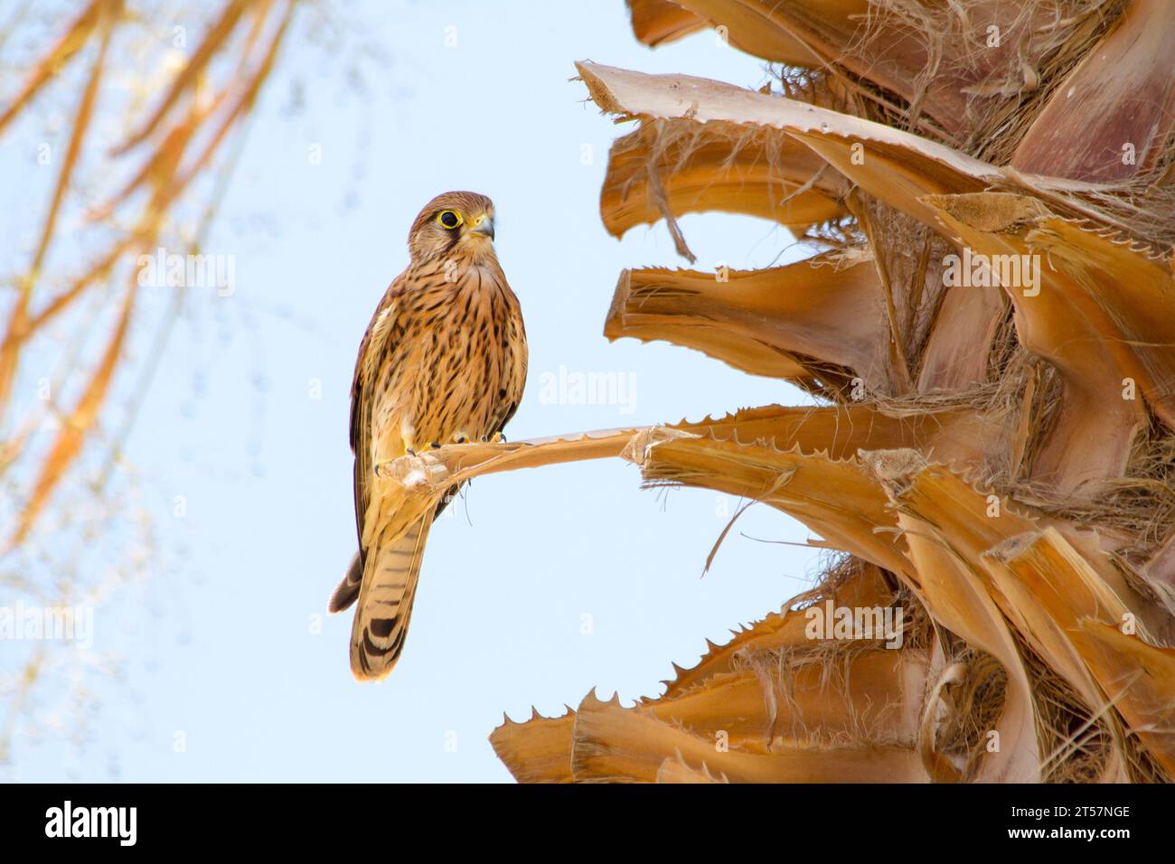 falcon sitting on a palm leaf Stock Photo - Alamy