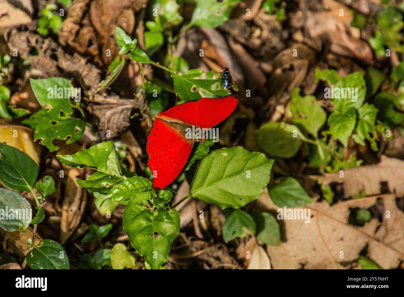 Hobart's Red Glider (Cymothoe hobarti) butterfly in Kakamega Forest ...