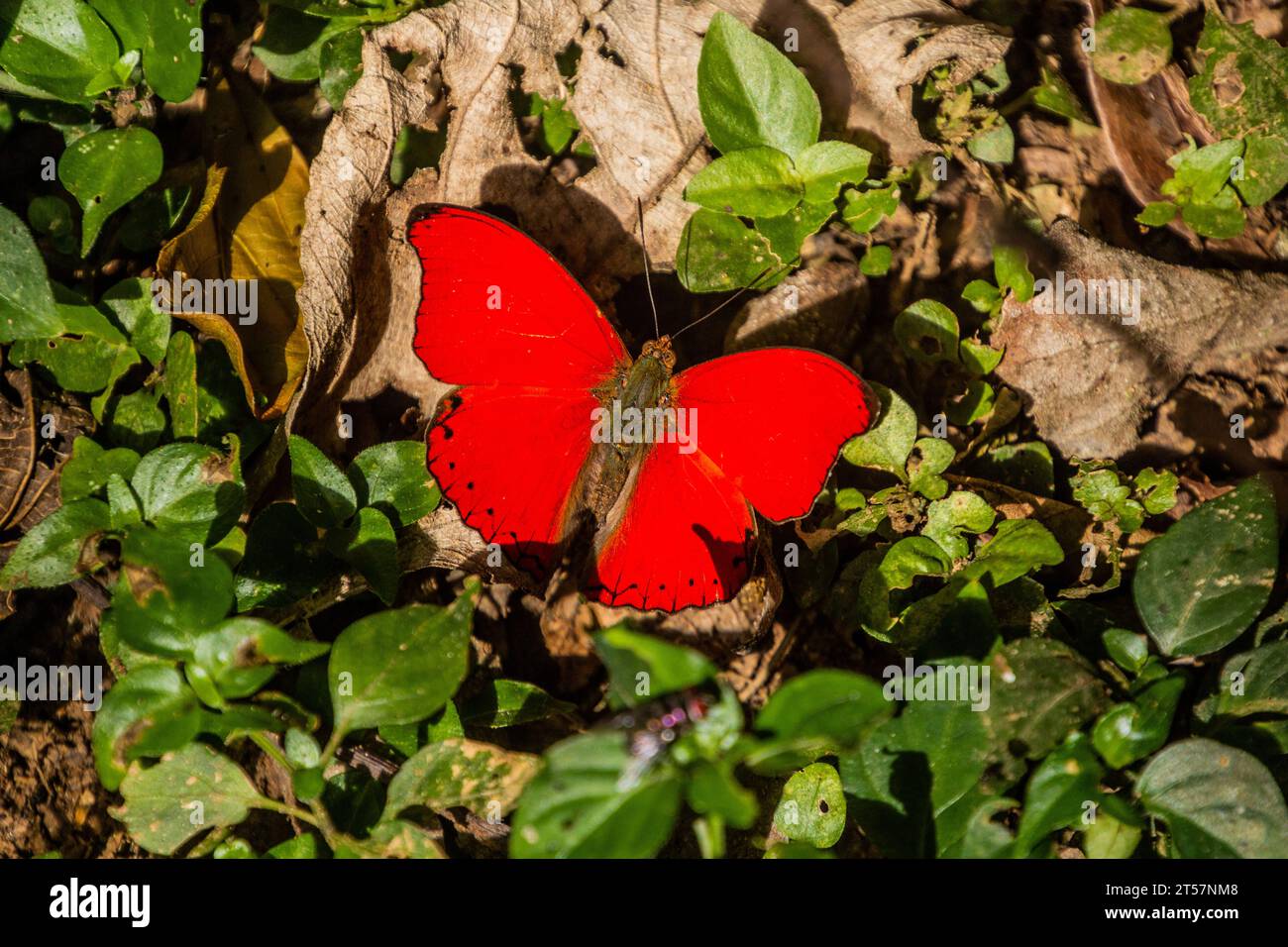 Hobart's Red Glider (Cymothoe hobarti) butterfly in Kakamega Forest ...