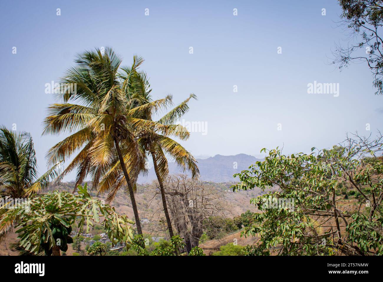 papaya palm trees and shrubs in a mountain valley on Santiago, Cape ...
