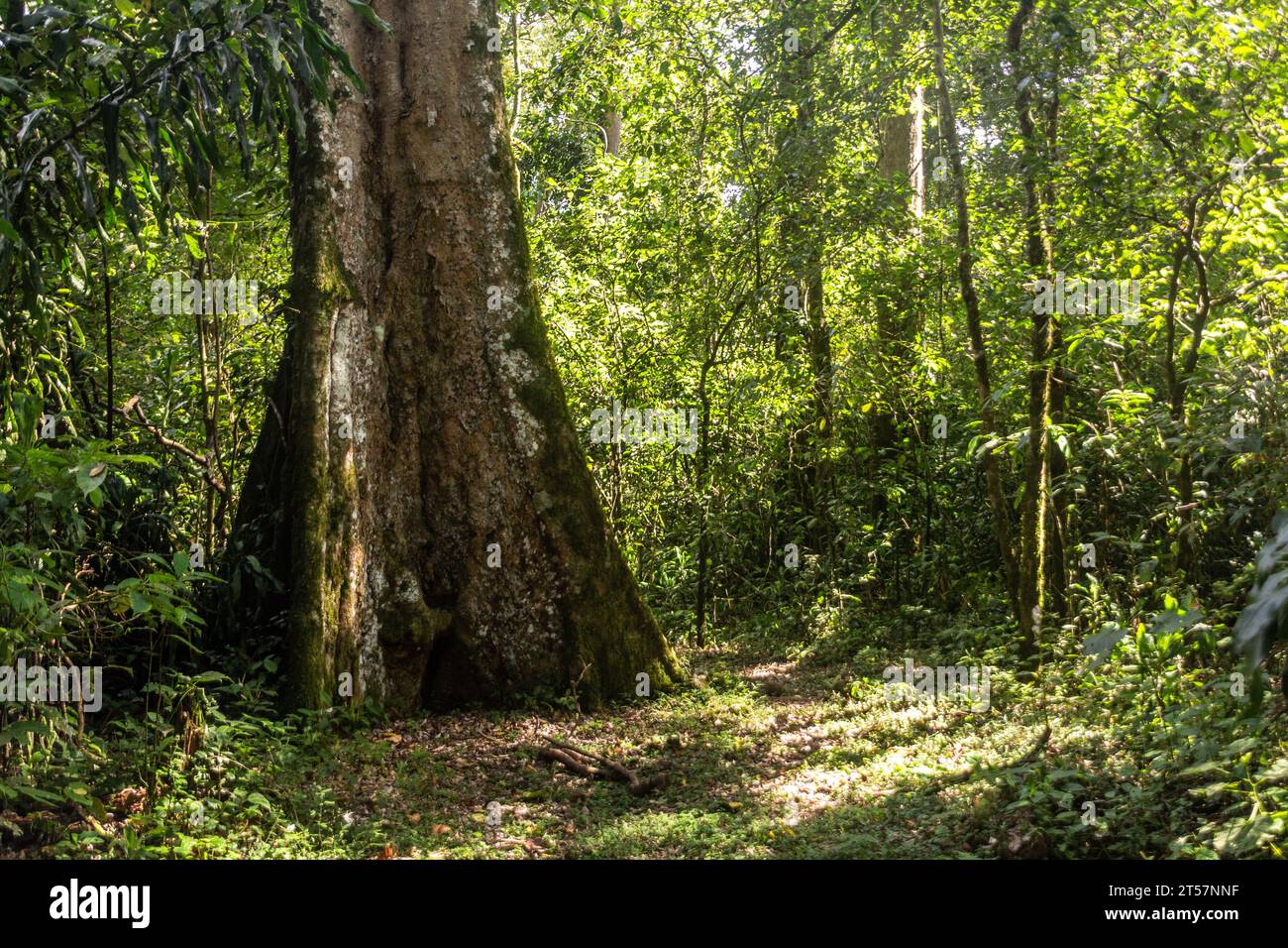 Tree in Kakamega Forest Reserve, Kenya Stock Photo - Alamy