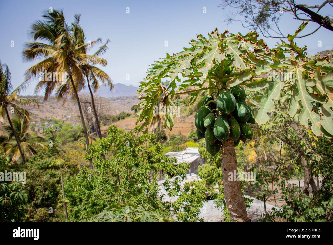 papaya palm trees and shrubs in a mountain valley on Santiago, Cape ...