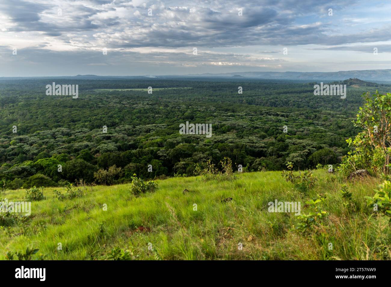 Aerial view of Kakamega Forest Reserve, Kenya Stock Photo - Alamy