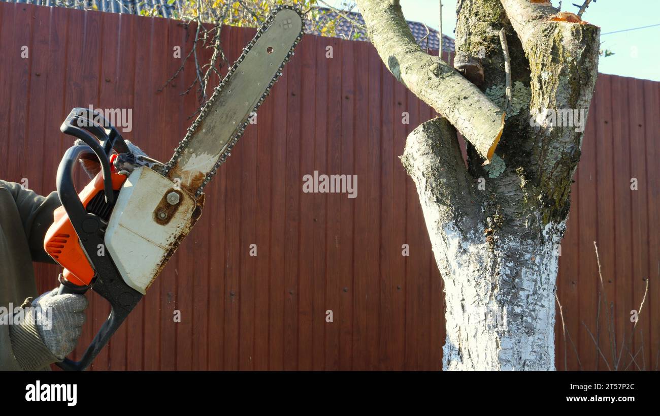 a chainsaw in the hands of a worker in the process of cutting down tree ...