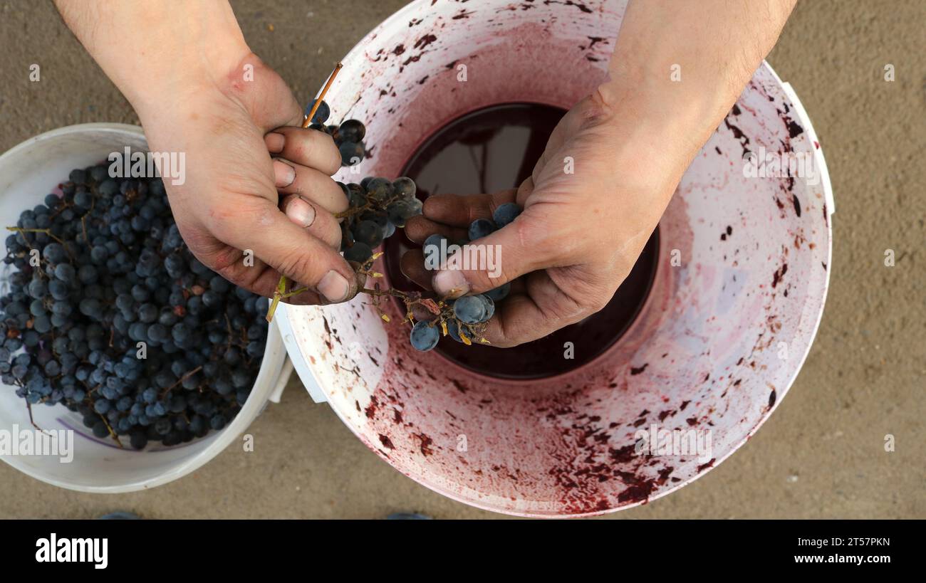 hands of a winemaker sorting bunches of red grapes over white plastic ...