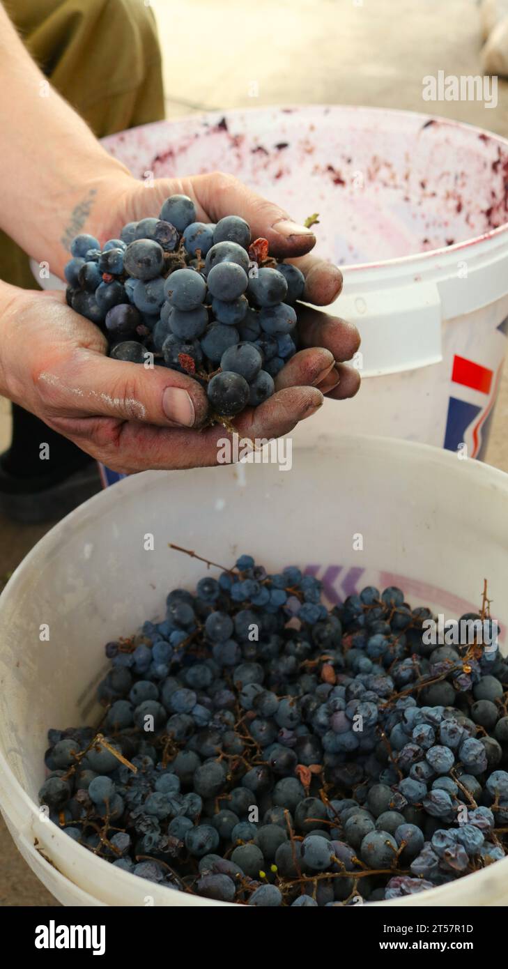 dark red grape variety in the gardener's palms over white plastic ...