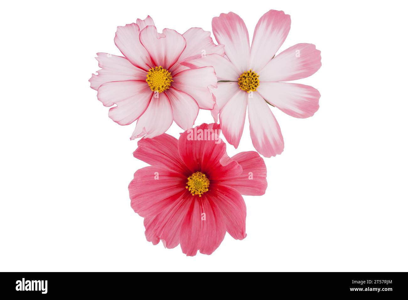 beautiful cosmos flowers isolated on white background Stock Photo - Alamy