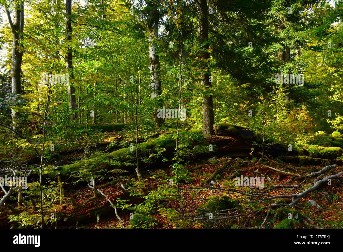 Mixed conifer and broadleaf beech and silver fir temperate old-growth ...