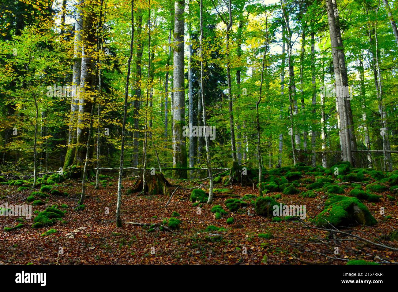 Temperate broadleaf and mixed forest hi-res stock photography and ...