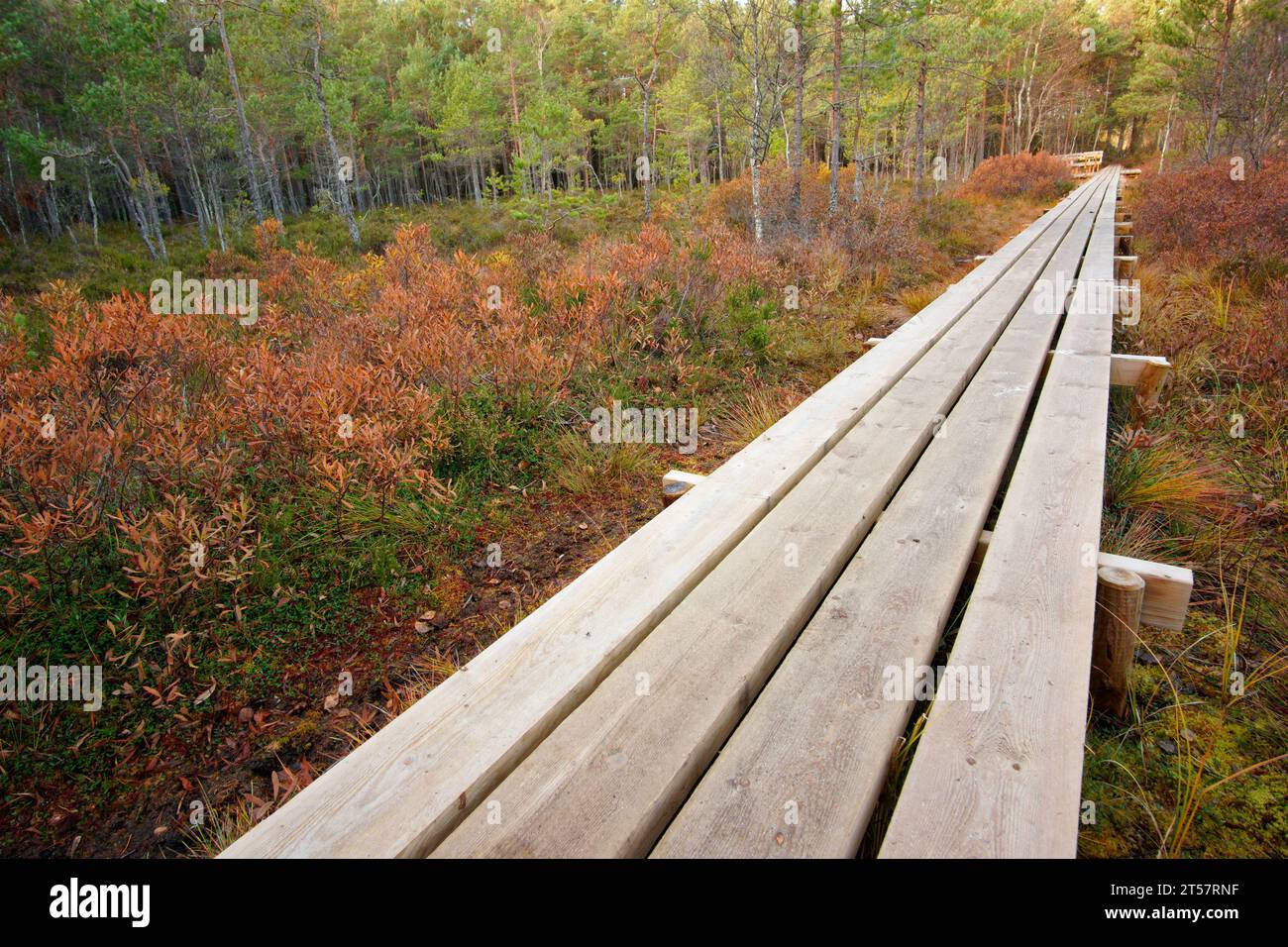Wooden path through a forest Stock Photo - Alamy