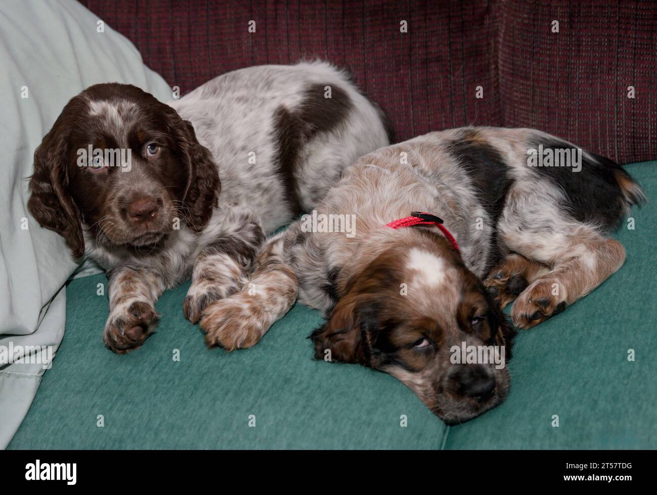 Two young roan colored coloured Springer Spaniel sibling sisters just ...