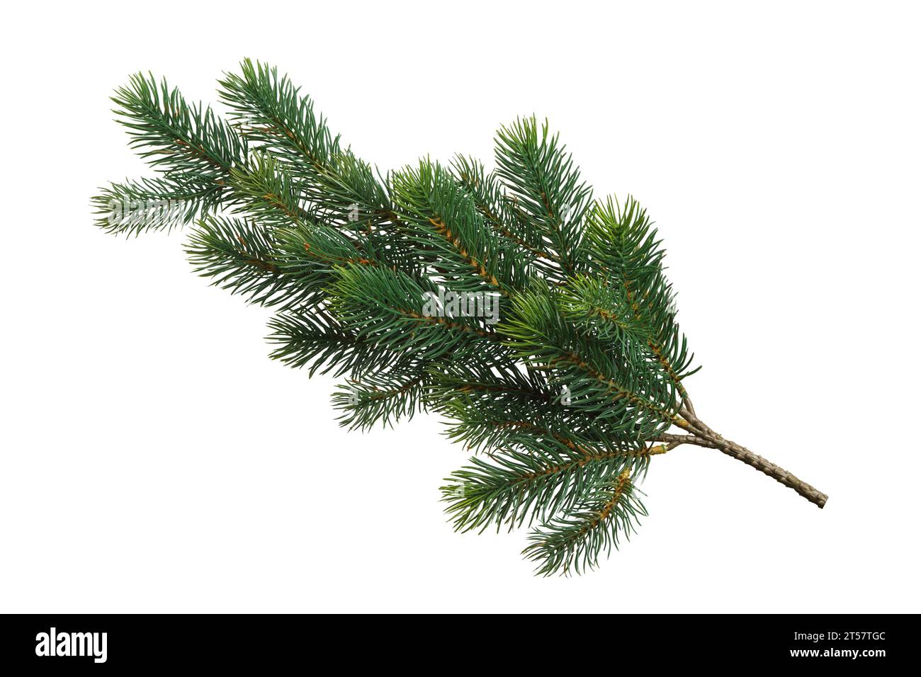 Single spruce tree on Cut Out Stock Images & Pictures - Alamy