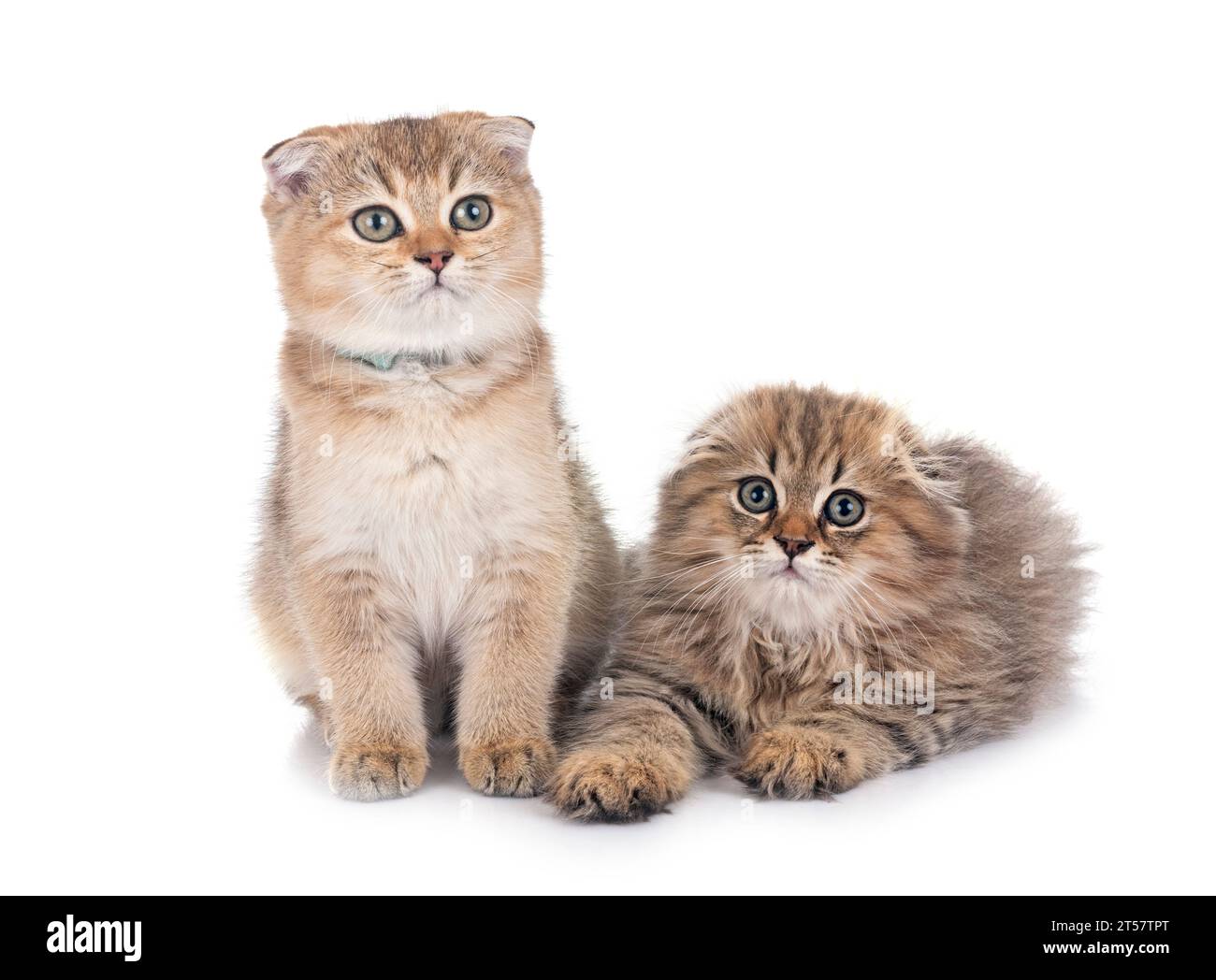 scottish fold and highland fold kitten in front of white background ...
