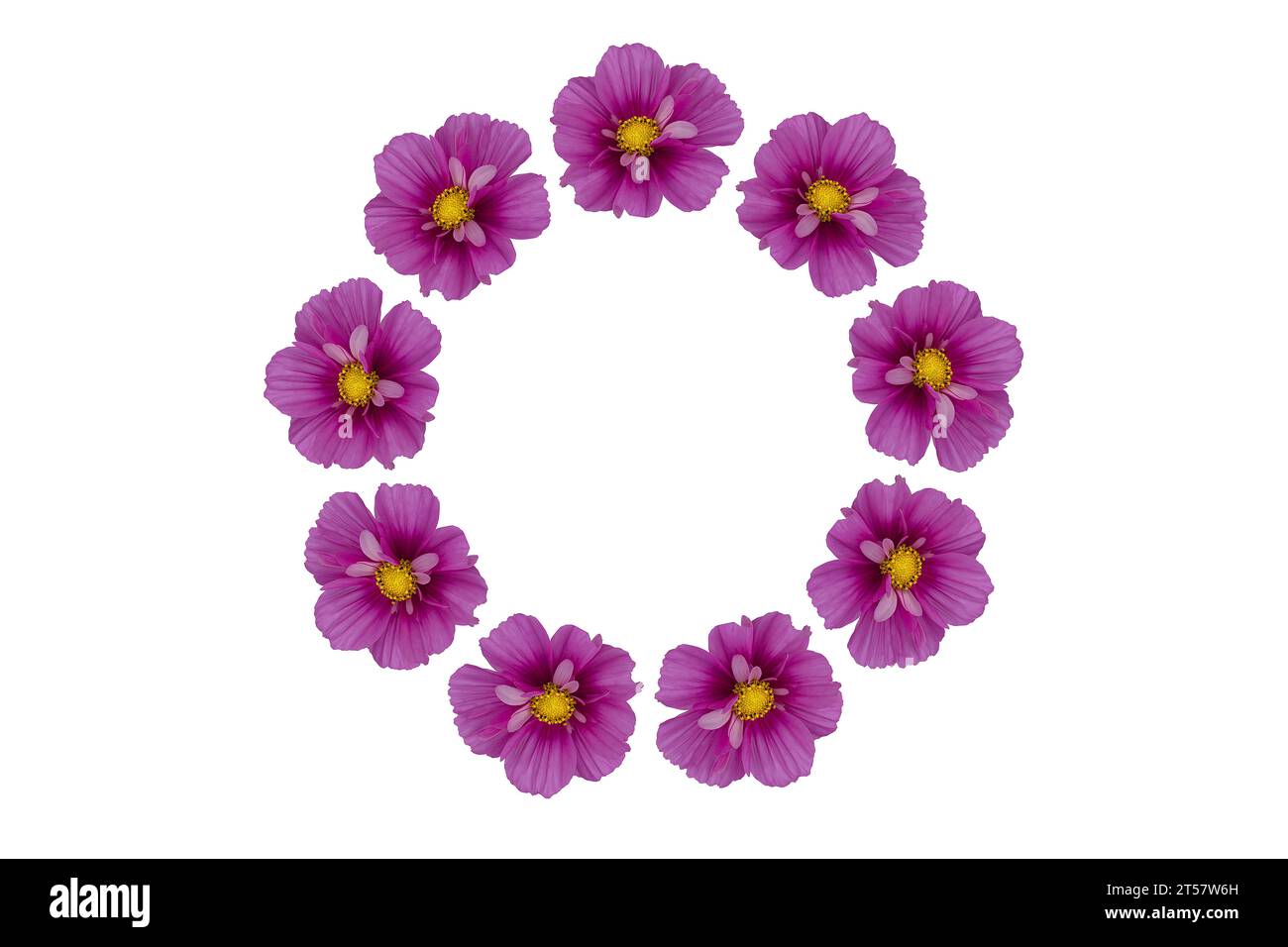 Beautiful pink marguerite flowers Cut Out Stock Images & Pictures - Alamy
