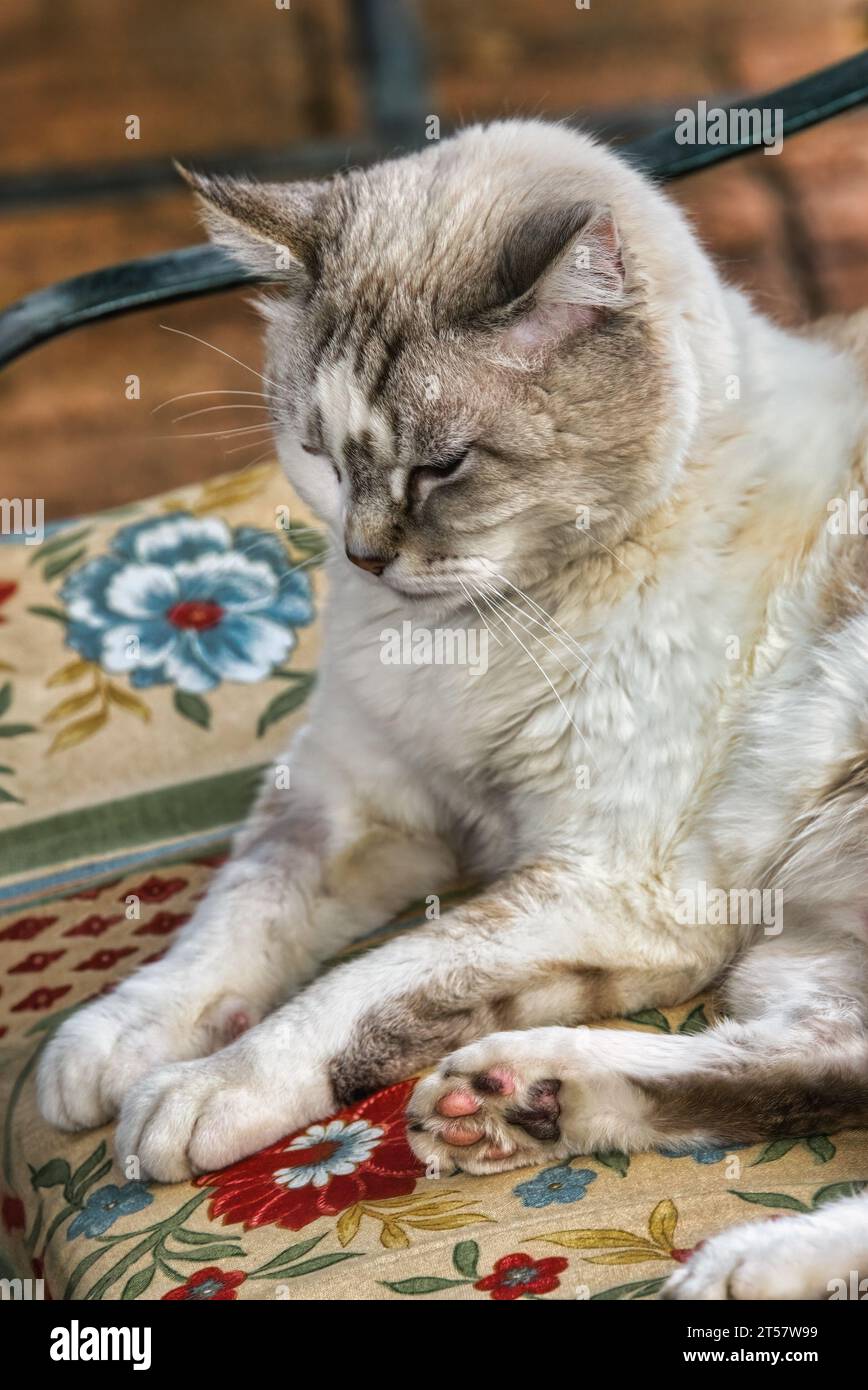 lazy pedigree cat resting on a forged iron vintage couch in the garden ...