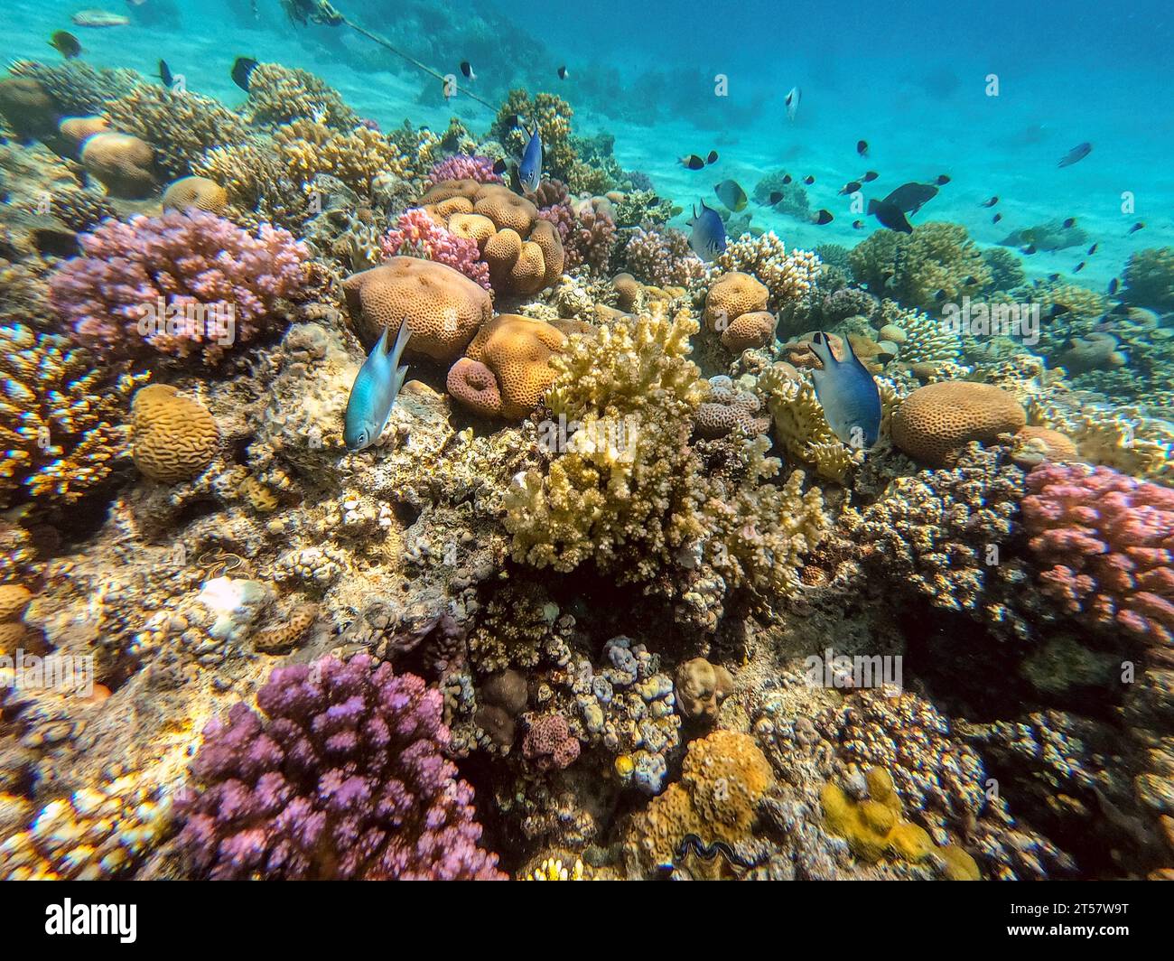 Underwater panoramic view of coral reef with tropical fish, seaweeds ...