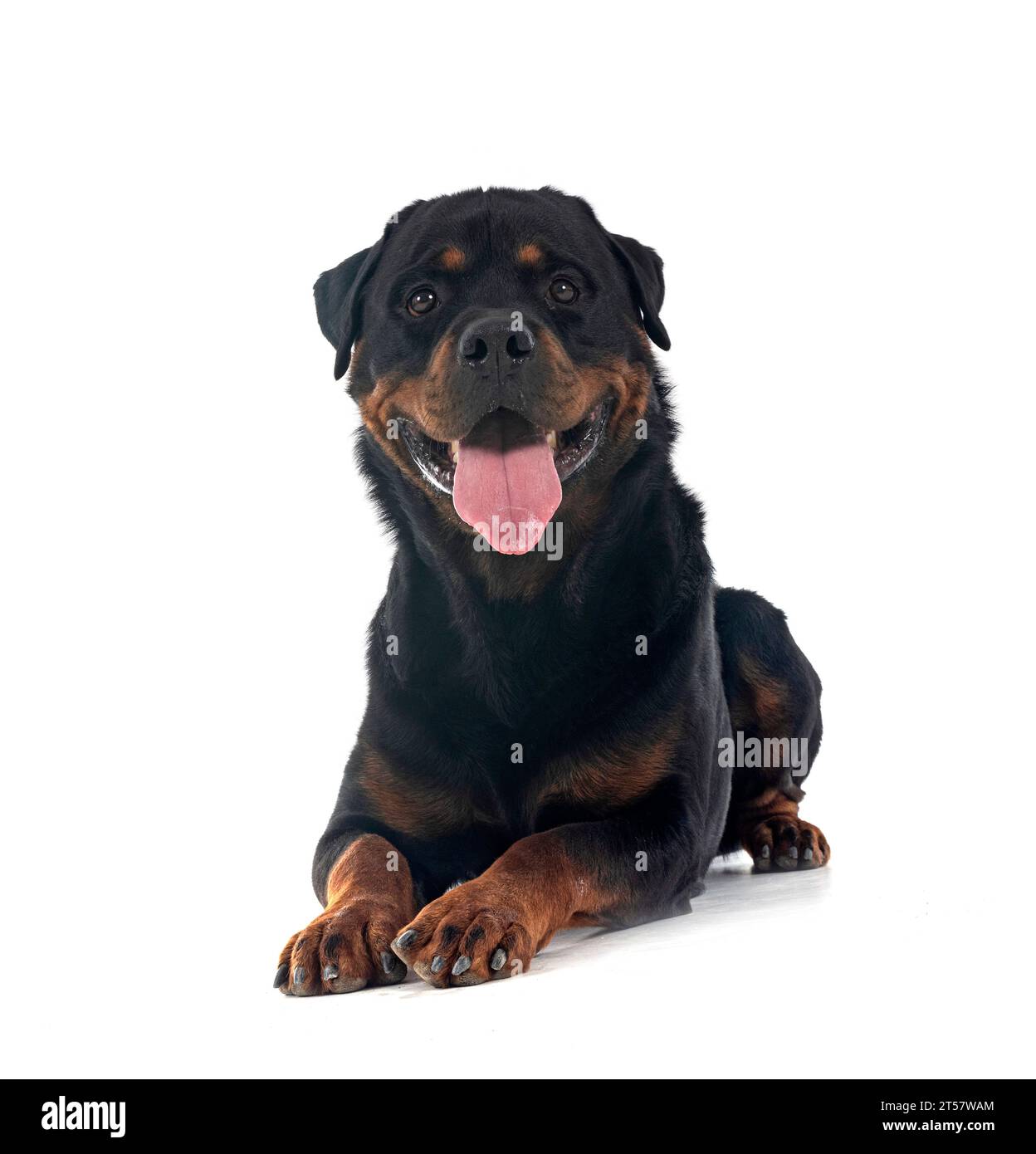 purebred rottweiler in front of white background Stock Photo - Alamy