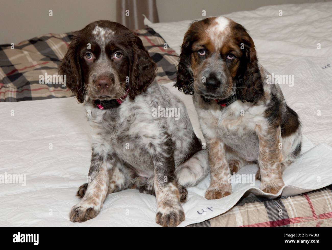 Two roan colored coloured young Springer Spaniels ready for bed Stock ...