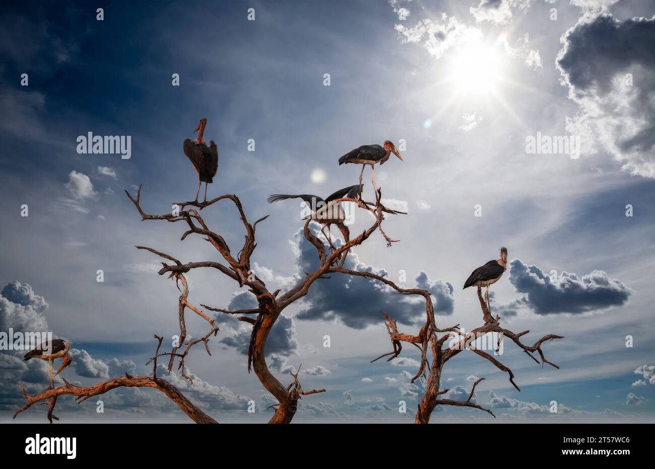 maribu storks standing in a dry dead tree, at sunset, sun still shining ...