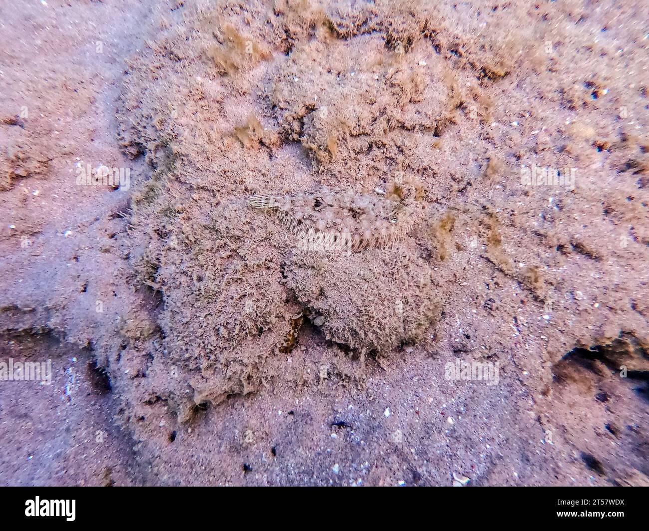 Close up view of Panther flounder fish known as Bothus pantherinus ...