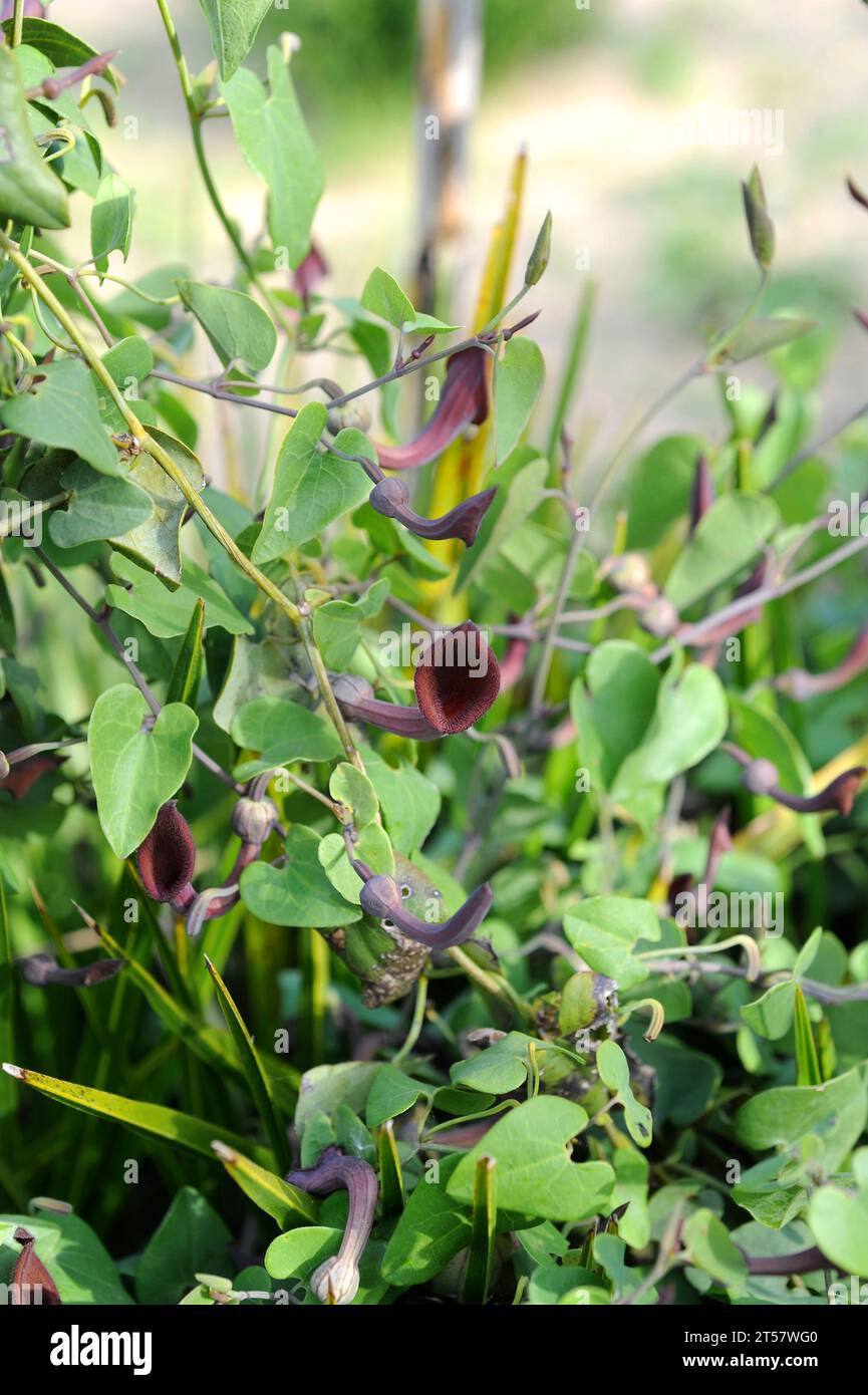 Andalusian Dutchman's pipe (Aristolochia baetica) is a poisonous ...