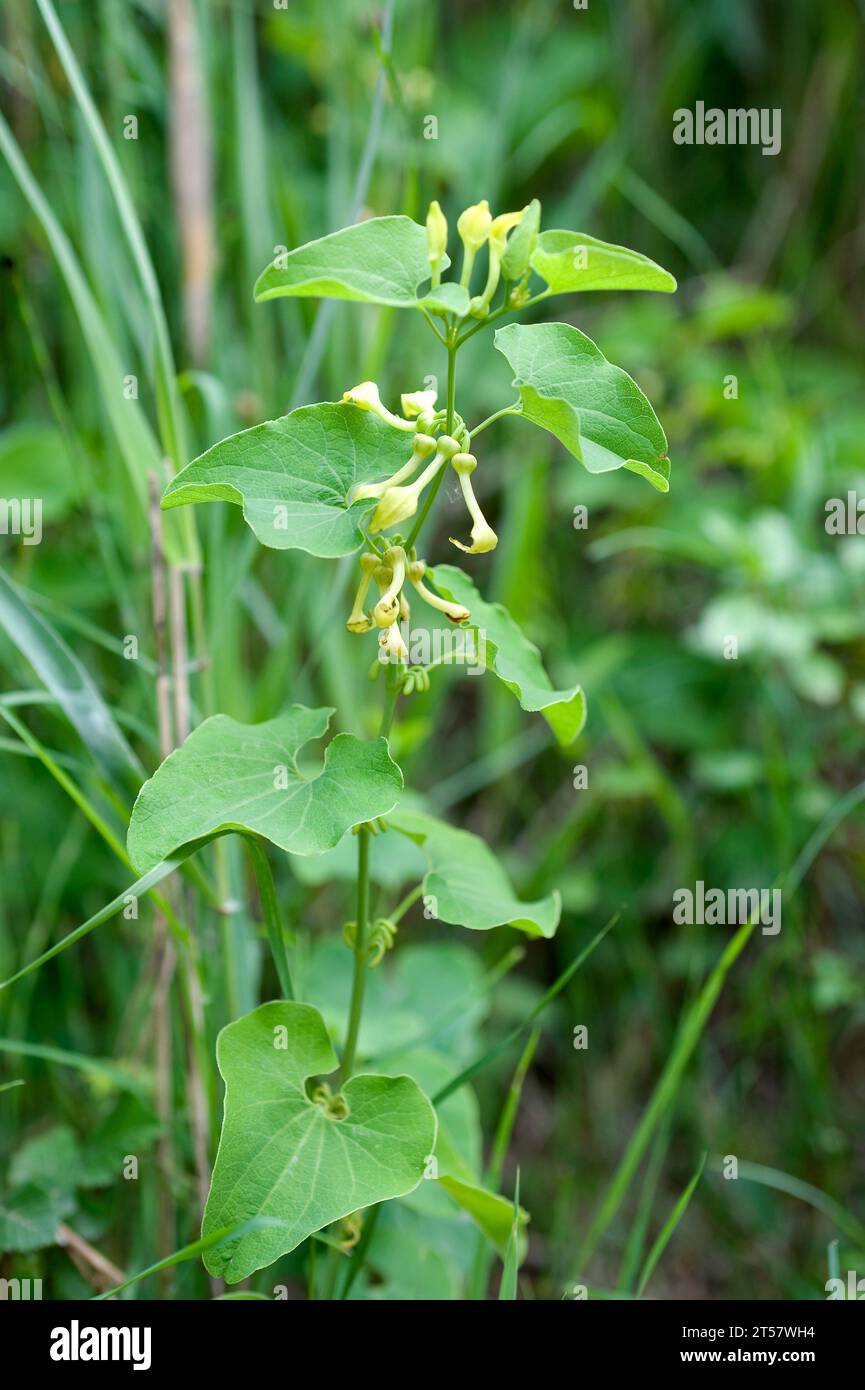 Aristoloquia comun hi-res stock photography and images - Alamy