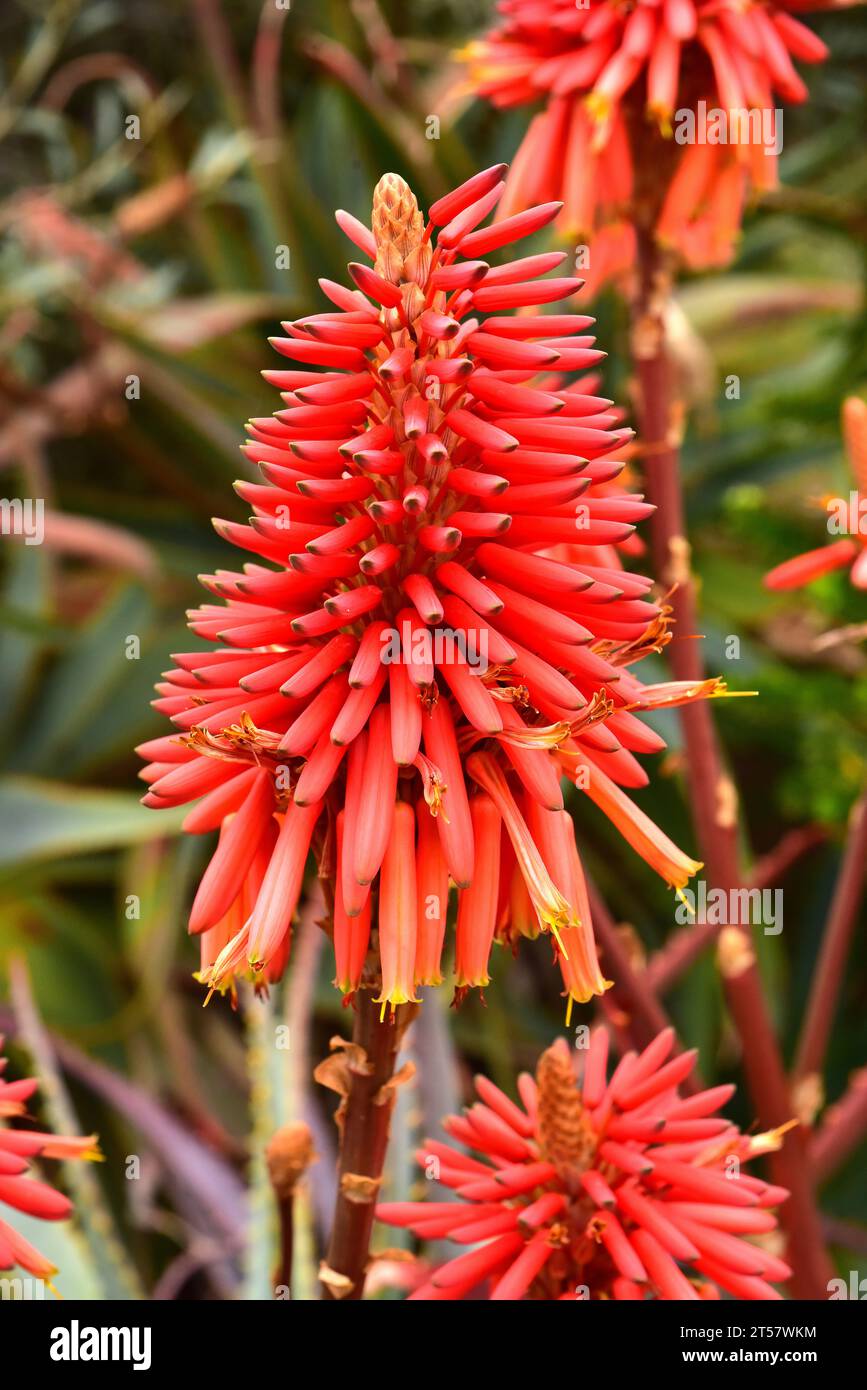 Krantz aloe (Aloe arborescens) is a succulent perennial plant native to ...
