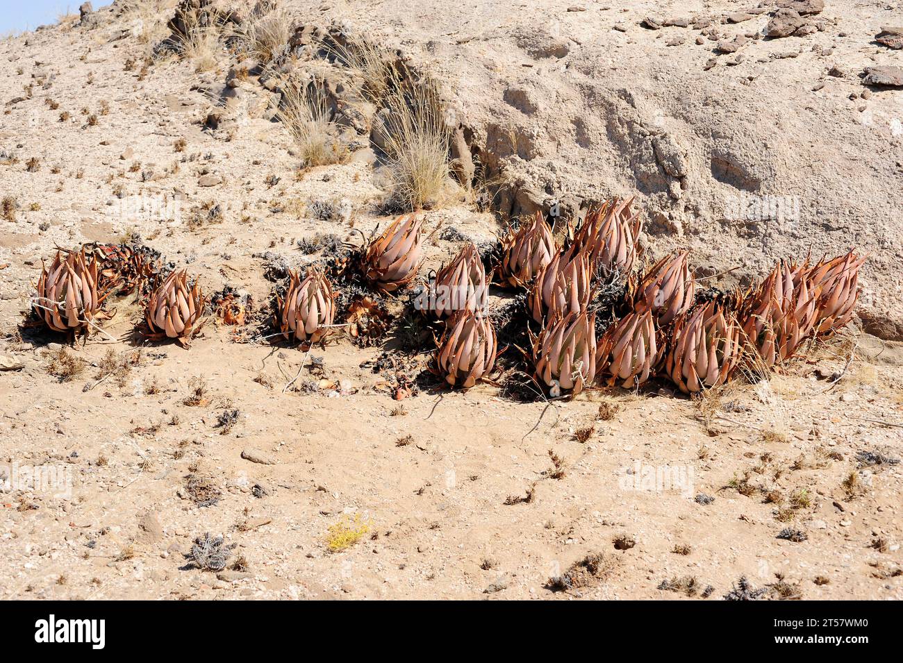 Aukoreb (Aloe asperifolia) is a succulent perennial plant with ...