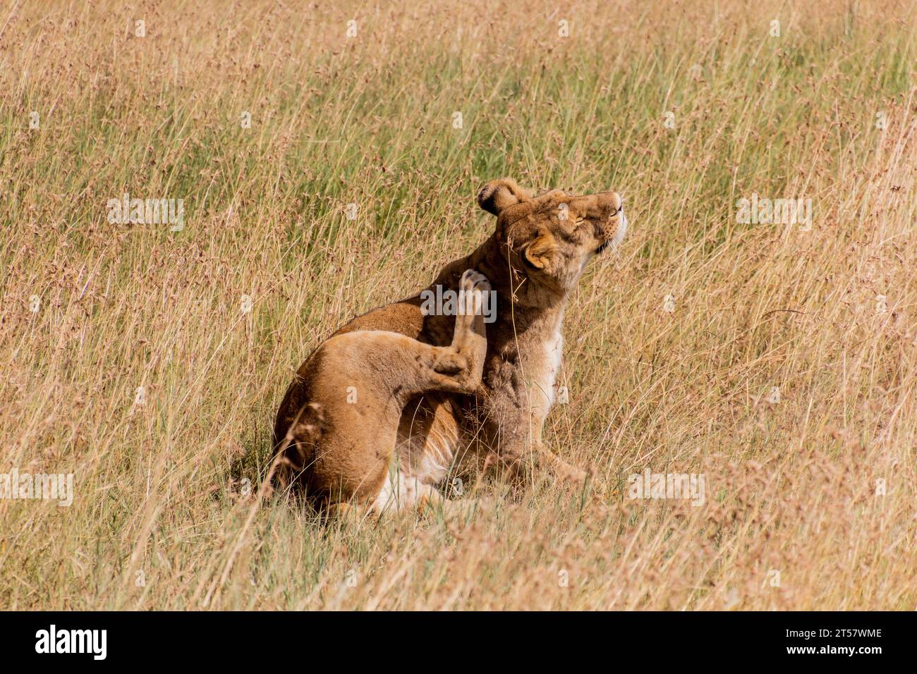 Lion scratch grass hi-res stock photography and images - Alamy