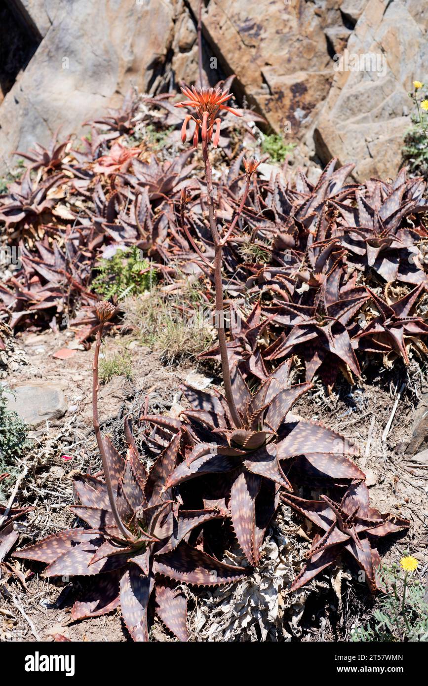 Soap aloe (Aloe maculata or Aloe saponaria) is a succulent perennial ...