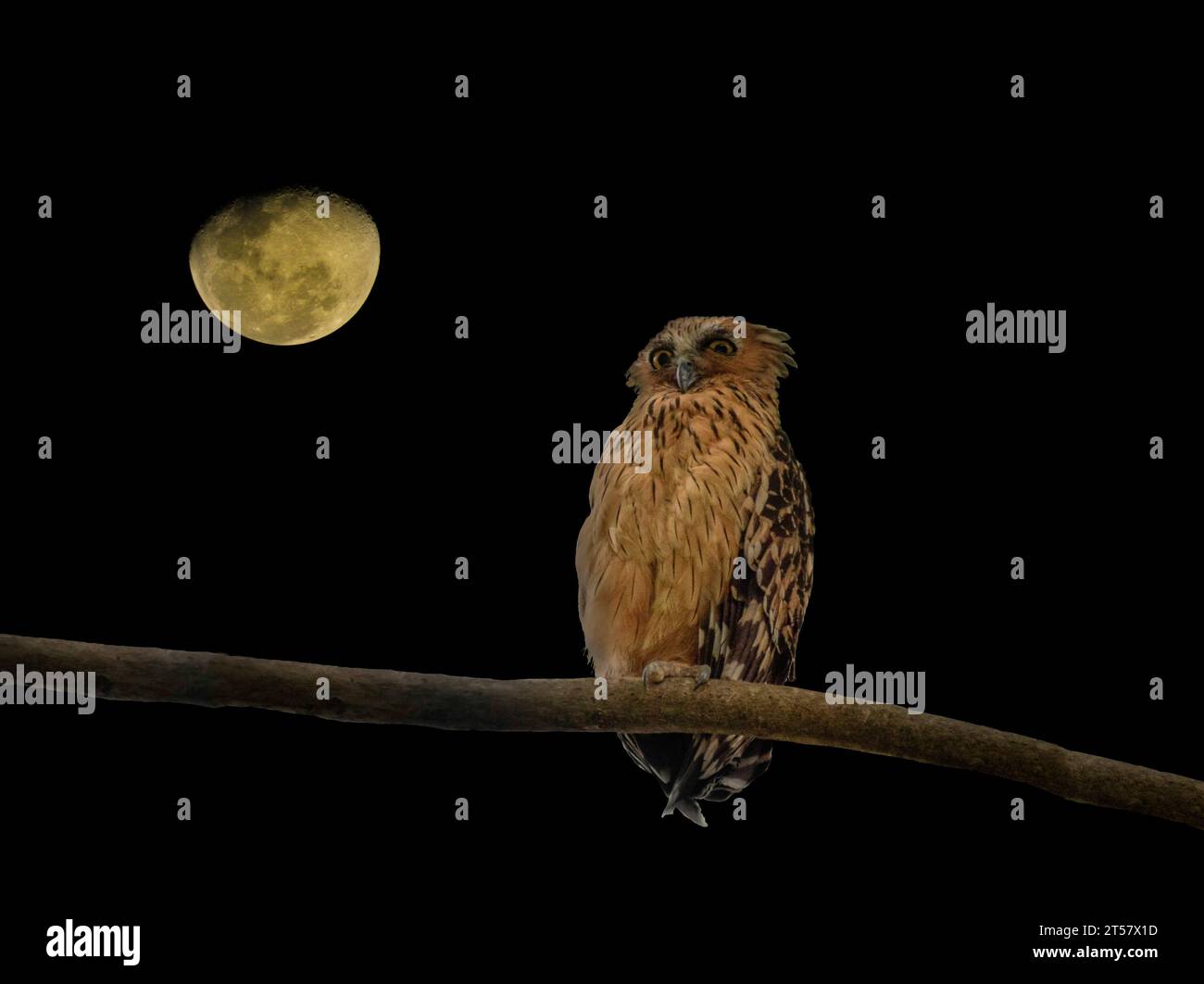 Many moon hi-res stock photography and images - Alamy