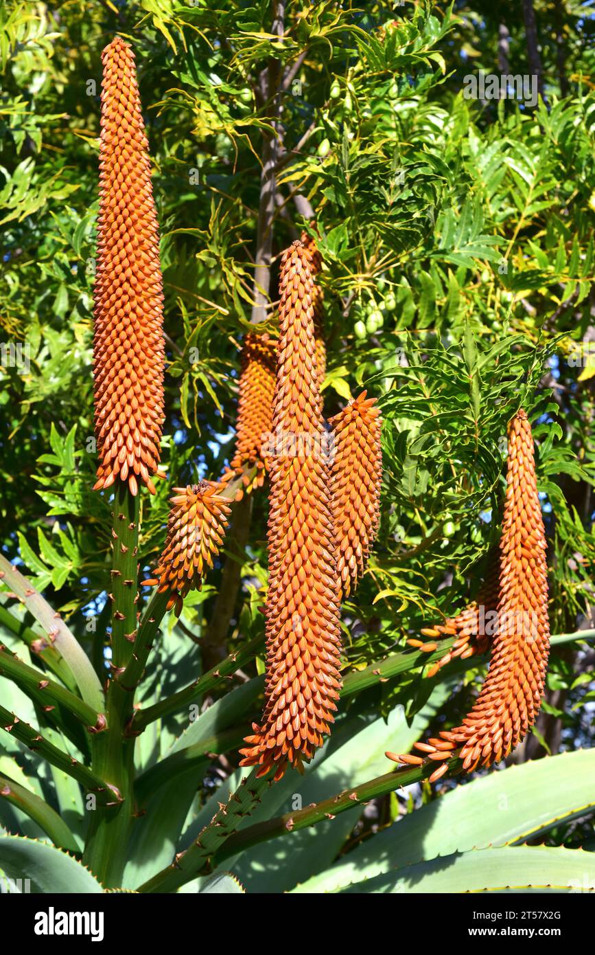 Dune aloe (Aloe thraskii) is an arborescent perennial plant native to ...