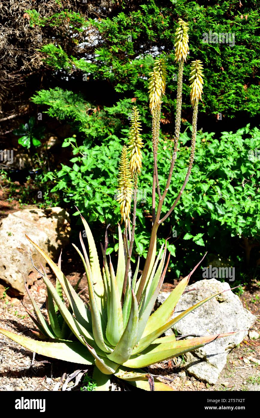 Aloe vera or Aloe barbadensis is a medicinal succulent plant native to ...