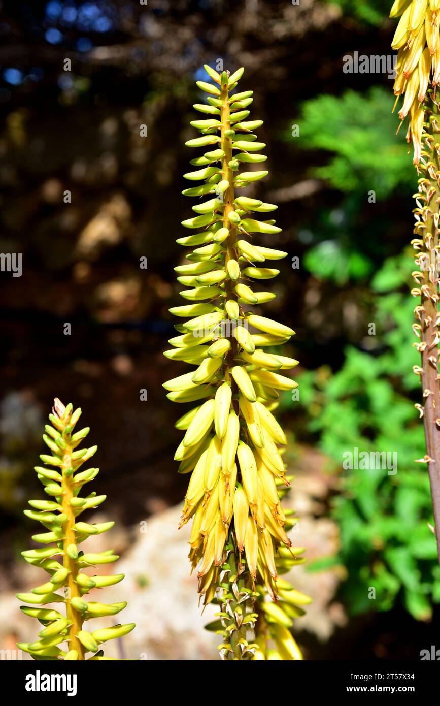 Aloe vera or Aloe barbadensis is a medicinal succulent plant native to ...
