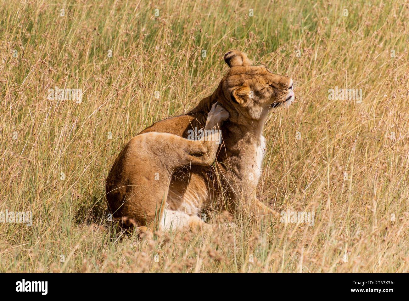 Lion scratch grass hi-res stock photography and images - Alamy