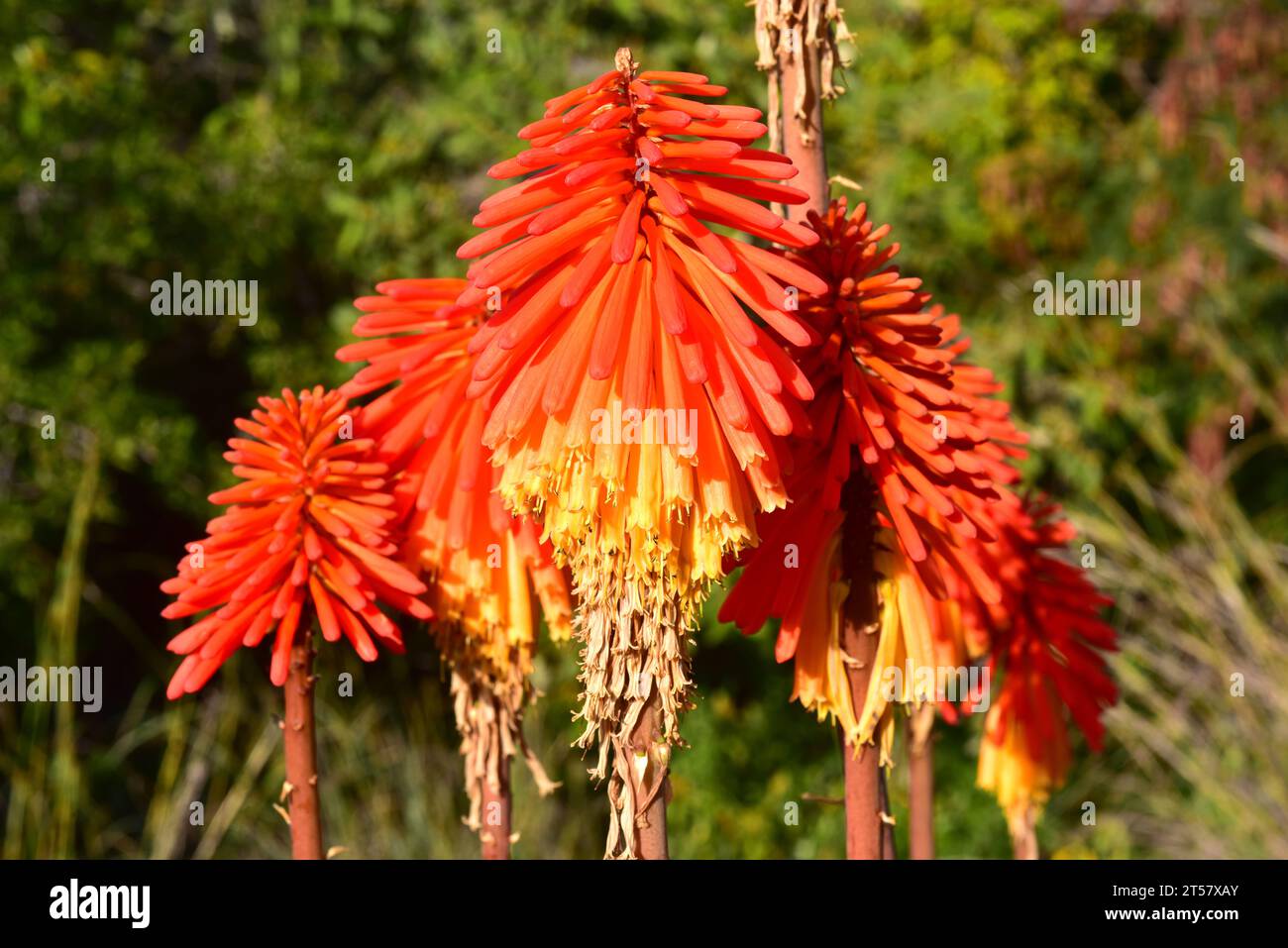 Torch lily (Kniphofia X praecox) is a hybrid ornamental plant Stock ...
