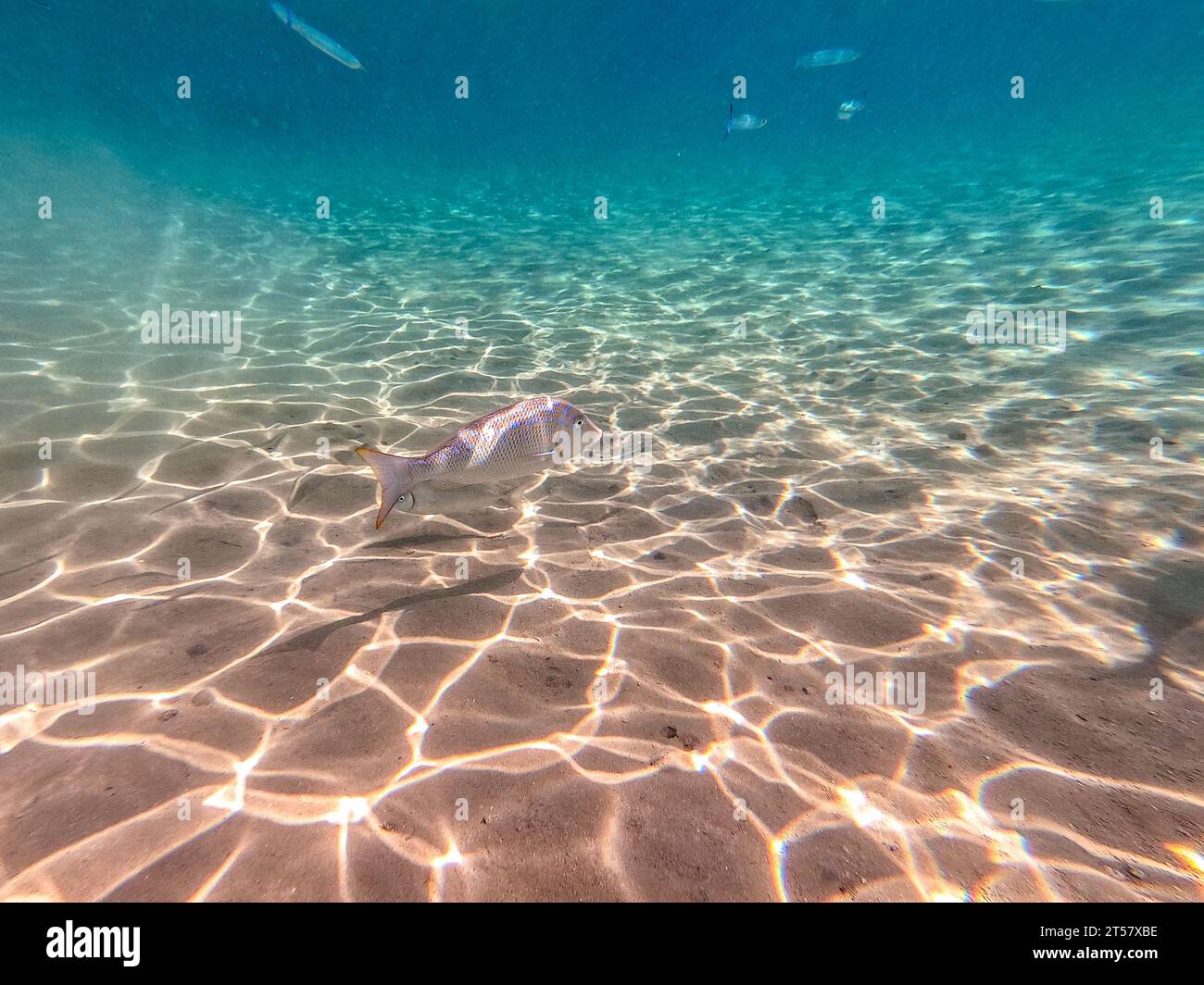 Tropical Spangled Emperor fish known as Lethrinus Nebulosus underwater ...