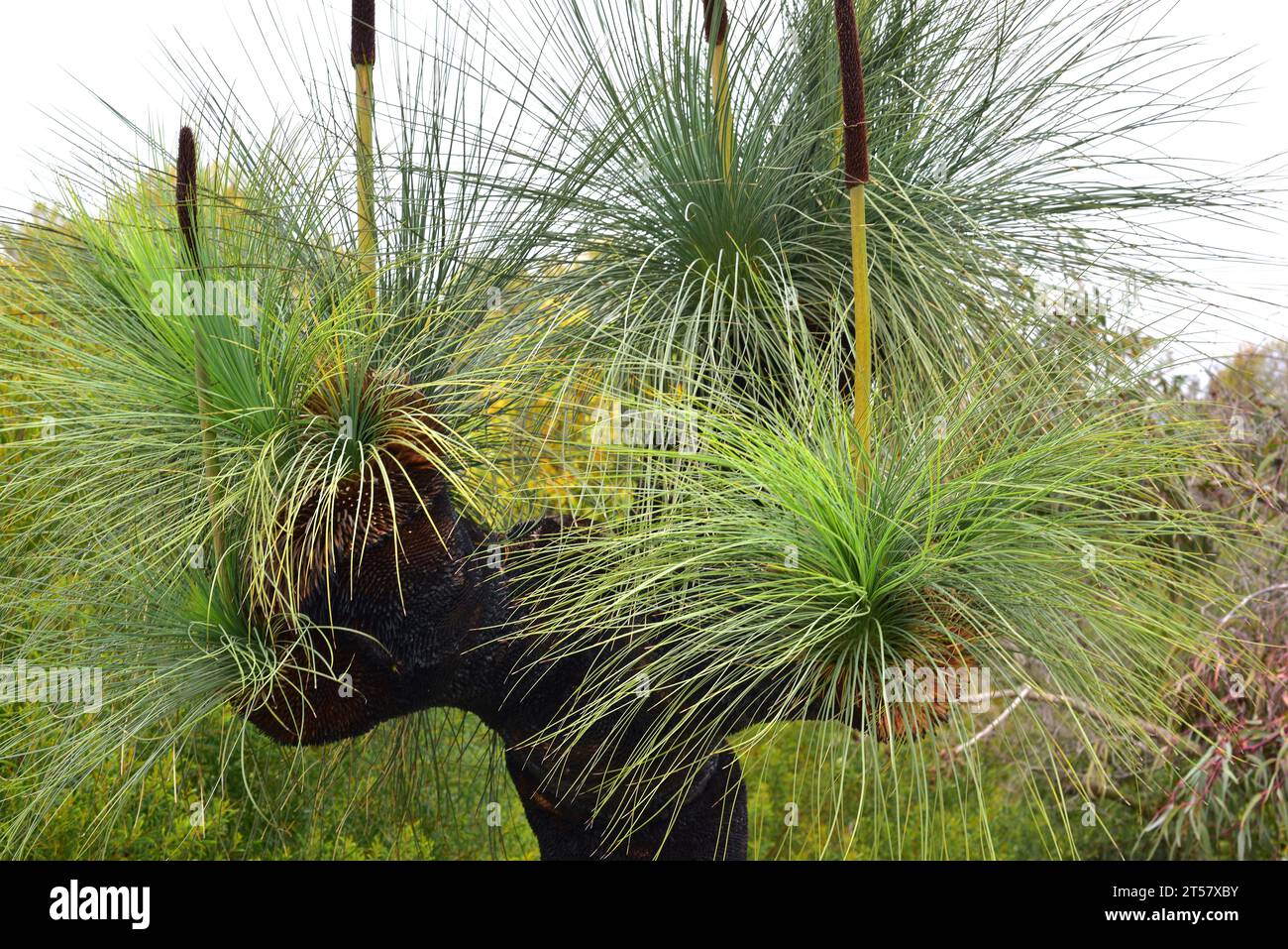 Grass tree (Xanthorrhoea glauca) is an arborescent plant native to ...