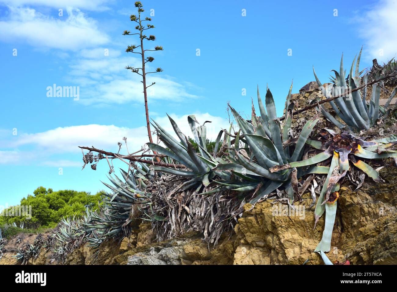 Maguey agave americana hi-res stock photography and images - Alamy