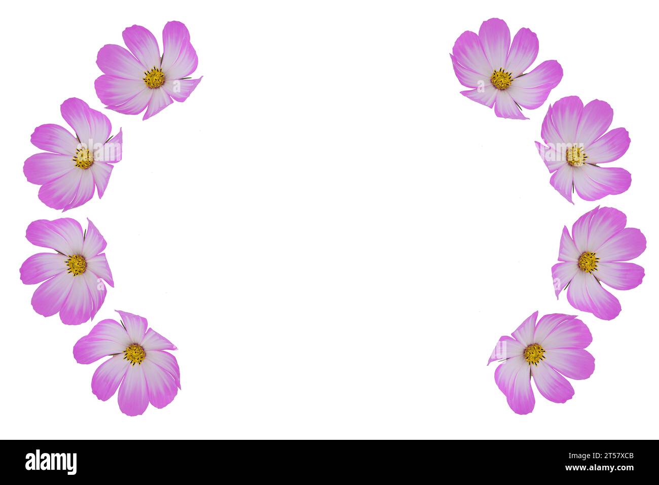 Beautiful pink marguerite flowers Cut Out Stock Images & Pictures - Alamy