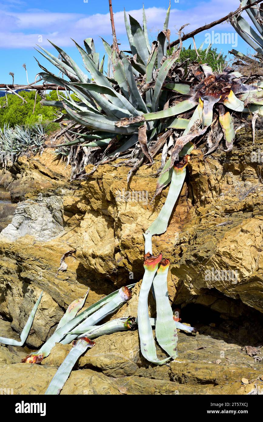 Maguey agave americana hi-res stock photography and images - Alamy