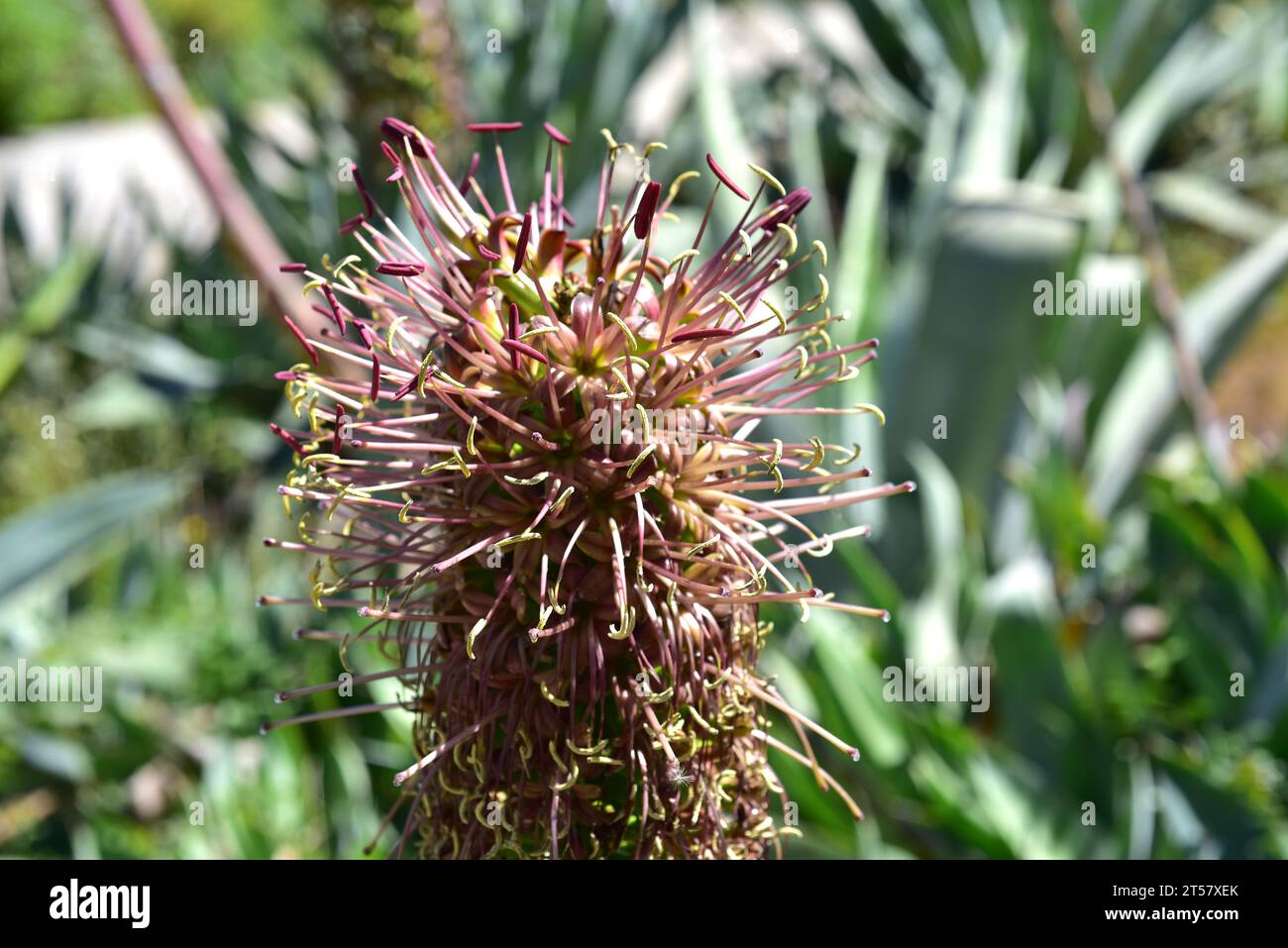 Maguey flowers hi-res stock photography and images - Alamy