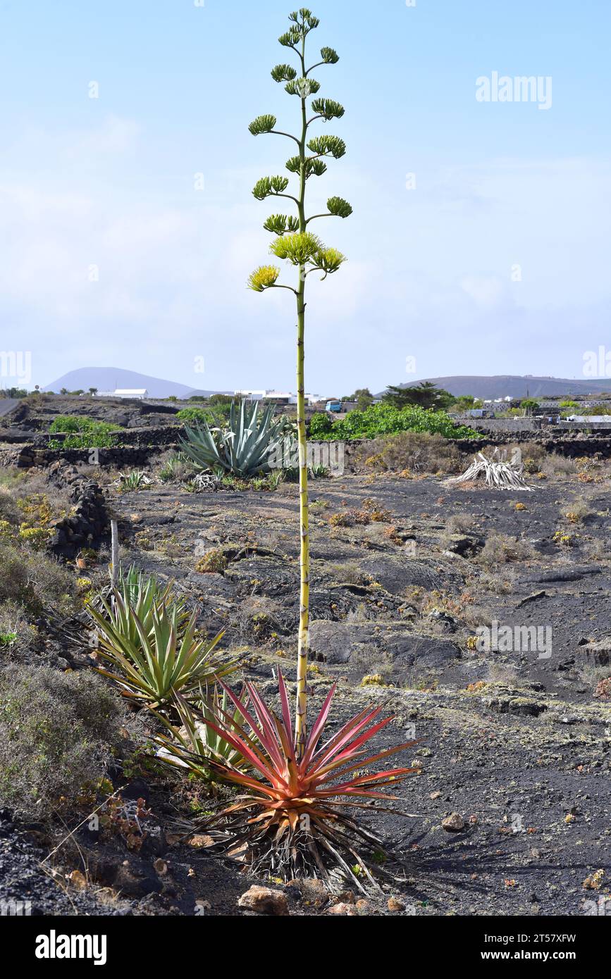 Sisal (Agave sisalana) is a succulent plant native to Yucatan (Mexico ...