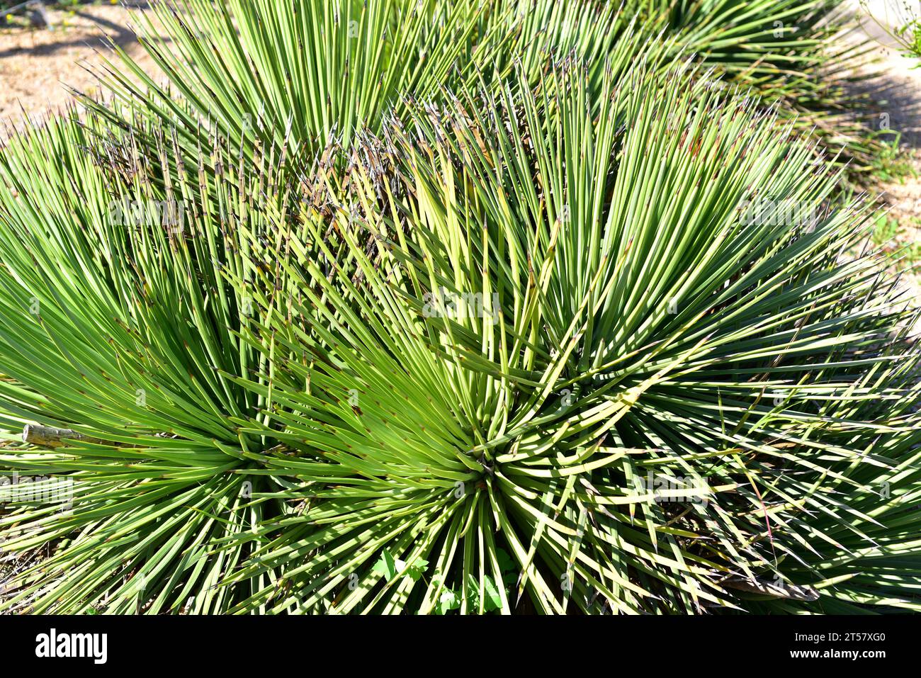 Hedgehog agave (Agave stricta or Agave striata) is an ornamental ...