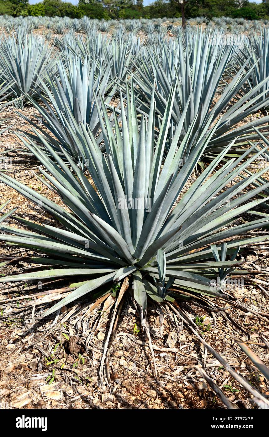 Tequila agave or blue agave (Agave tequilana) is a succulent plant ...